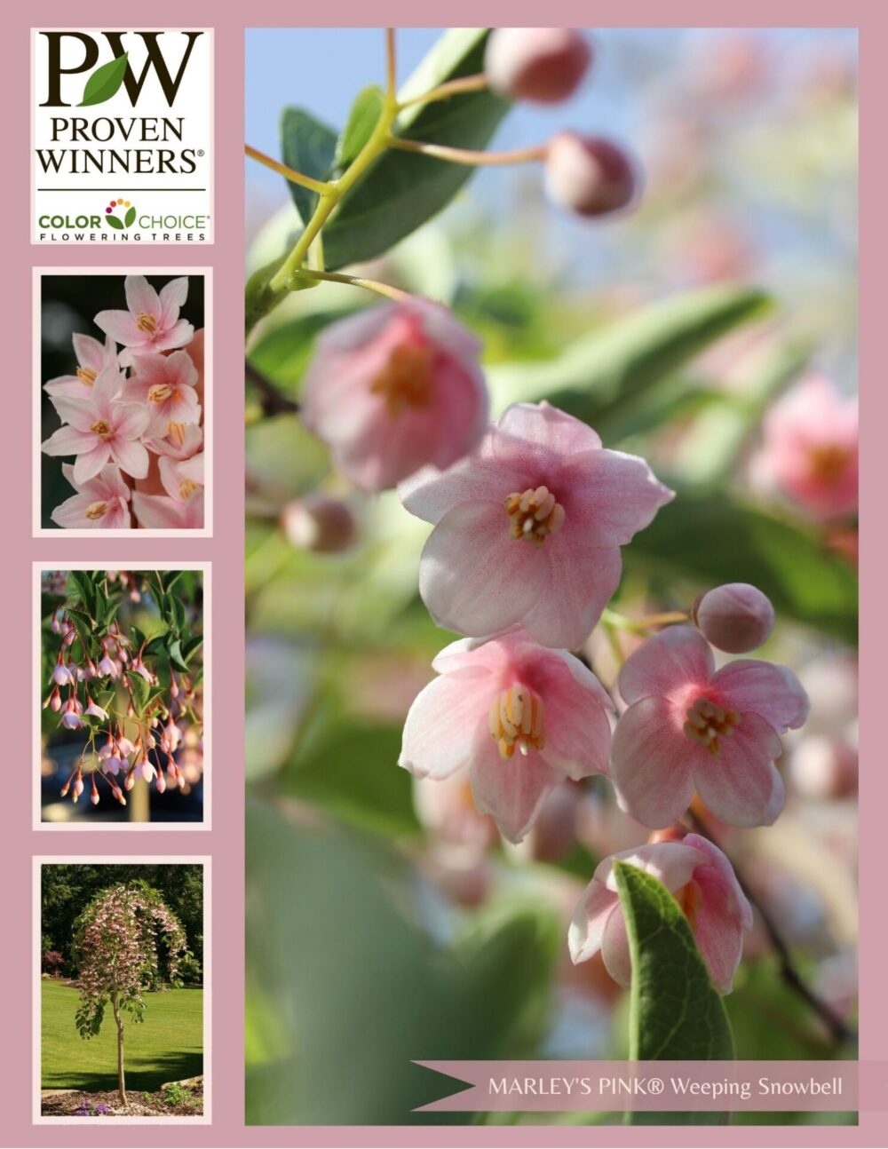 MARLEY'S PINK™ Weeping Snowbell joins the Proven Winners® ColorChoice ...